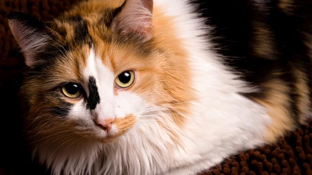 Chat calico ou chat isabelle : quelles différences