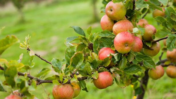 Comment planter un arbre fruitier nain