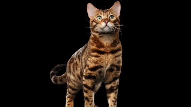 Bengal : origine, taille et caractère