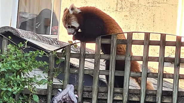 Un panda roux capturé après s'être échappé d'un zoo à Newquay, en Angleterre