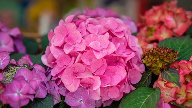 4 fleurs rondes à planter au jardin pour faire de jolis bouquets