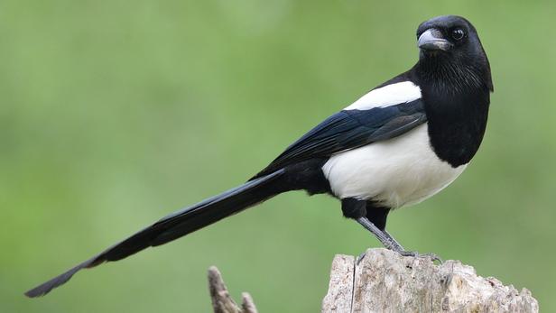 Les 10 espèces d'oiseaux les plus observées dans nos jardins