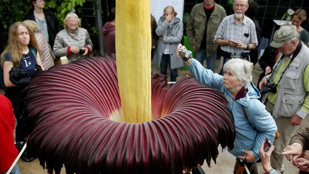 «Phallus de Titan» : en fleur pour la première fois à Nancy