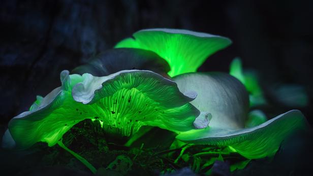 5 champignons bioluminescents et tout à fait fascinants