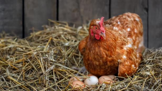 Quelles sont les maladies des poules les plus fréquentes dans un ...