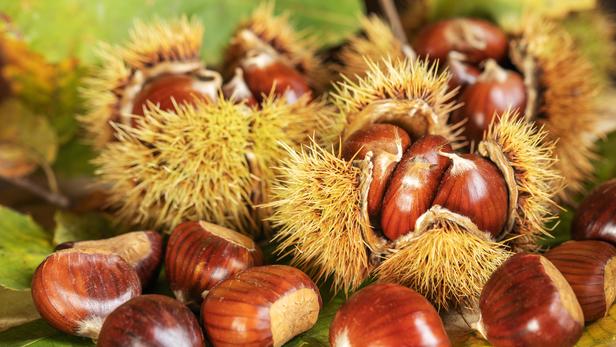 Le marron est-il un répulsif naturel contre les insectes