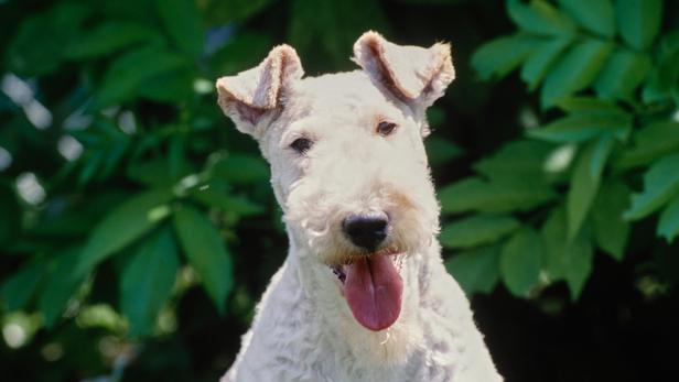 Milou, le chien de Tintin, est-il en voie d’extinction