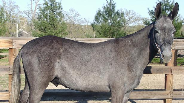 Mulet ou bardot : comment les distinguer