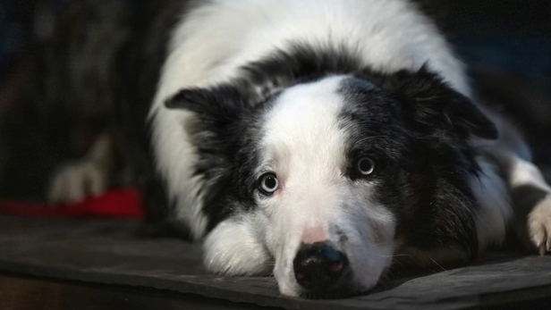 Oscars : incertitude concernant la présence de Messi, le chien d ...