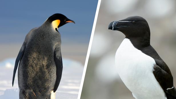 Manchot ou pingouin : comment ne plus se tromper