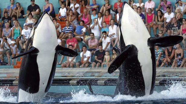 Marineland d’Antibes : après la polémique d’un départ précipité des ... Marineland d’Antibes : après la polémique d’un départ précipité des ...