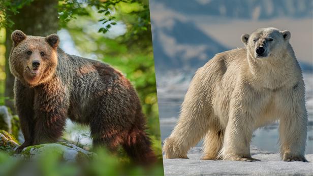 Ours brun et ours polaire : quelles sont les différences