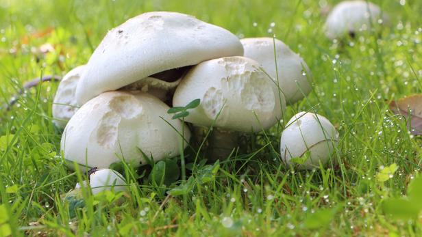 Rosé des prés : où et quand trouver ce champignon