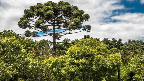 5 plantes préhistoriques fascinantes qui existaient déjà du temps des ...