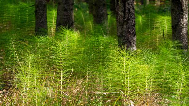 5 plantes préhistoriques fascinantes qui existaient déjà du temps des ...