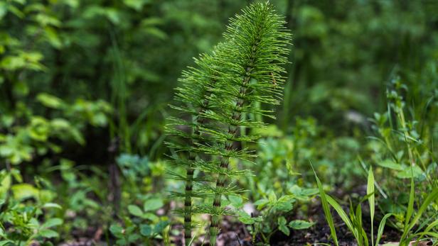 5 plantes préhistoriques fascinantes qui existaient déjà du temps des ...