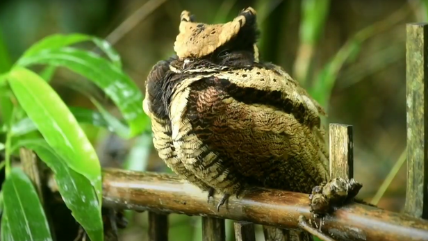 L’énigmatique engoulevent oreillard : un oiseau aux allures de dragon