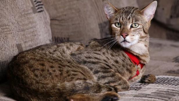 L’Ashera, le chat le plus cher du monde