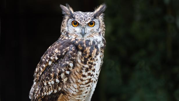 Le hibou, ce mystérieux rapace qui vit la nuit