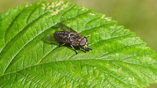 Comment faire fuir les taons du jardin