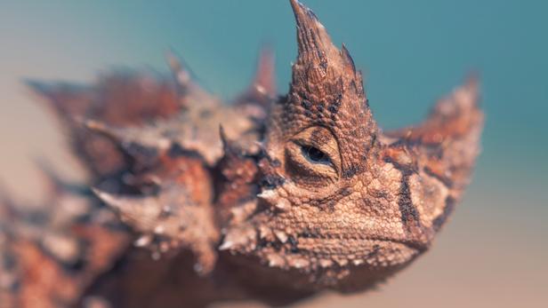 Le diable cornu (ou moloche) : un incroyable reptile australien