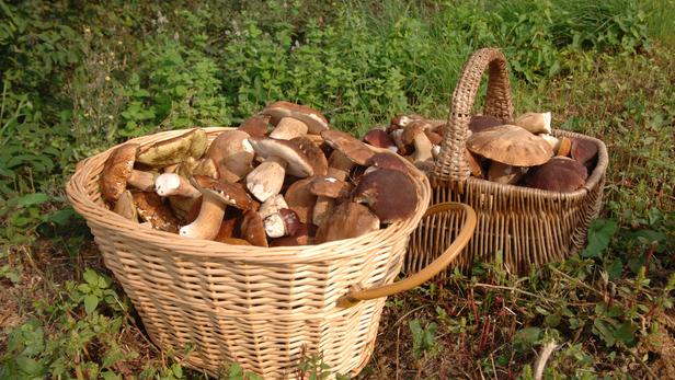 Cueillette de champignons : les règles à connaître pour éviter jusqu’à ...