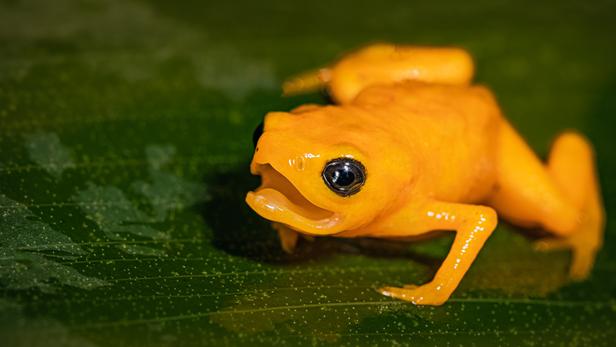 Les 8 animaux découverts en 2025 qui nous ont fascinés