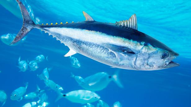Japon : le «roi du thon» paie un poisson 2,8 millions d'euros lors d ...