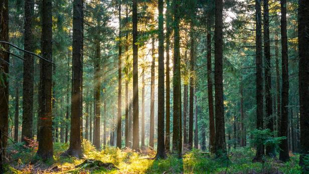 La plus grande forêt créée depuis quatre siècles : un million d’arbres ...