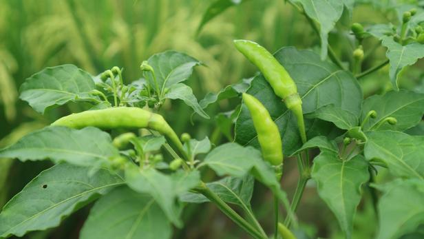 Agriculture : 40 millions d'euros de reliquat d'aides au bio pour les ...