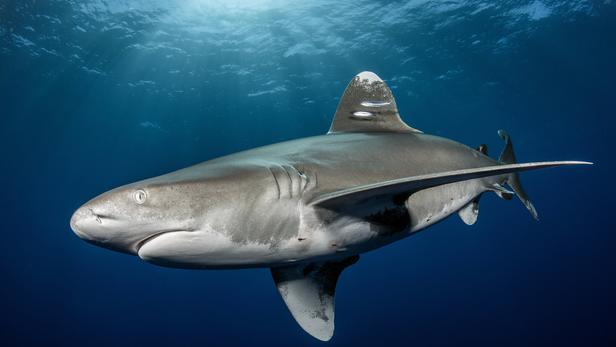 Australie : un homme meurt après une attaque de requin