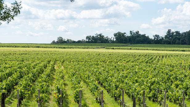 Bordeaux primeurs 2025 : les 10 vins au meilleur rapport qualité-prix ...