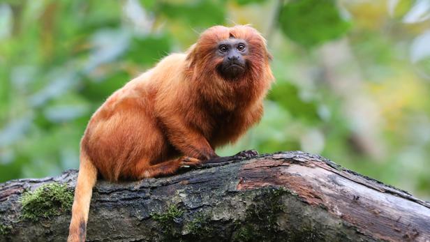 Miracle à Beauval : un singe volé de retour 11 ans plus tard