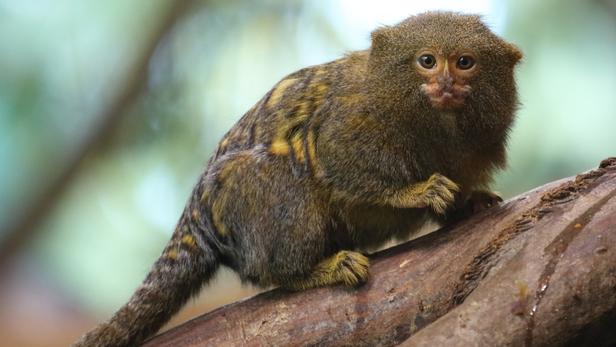 À peine 15 centimètres : voici le plus petit singe du monde