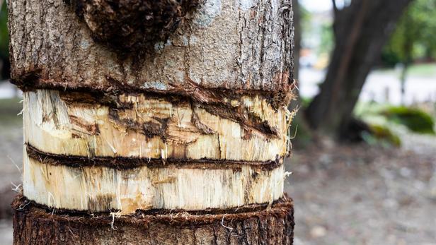 Plusieurs arbres vandalisés dans une forêt classée : le mystère reste ...