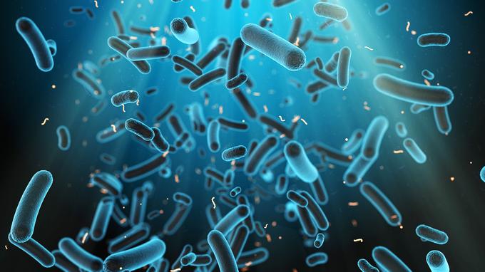 Escherichia coli: quand cette bactérie devient pathogène