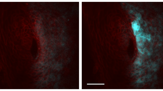 Comment le cœur commence à battre