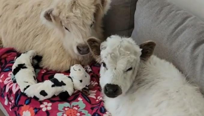 La mini-vache, ce nouvel animal de compagnie qui fait fureur sur TikTok