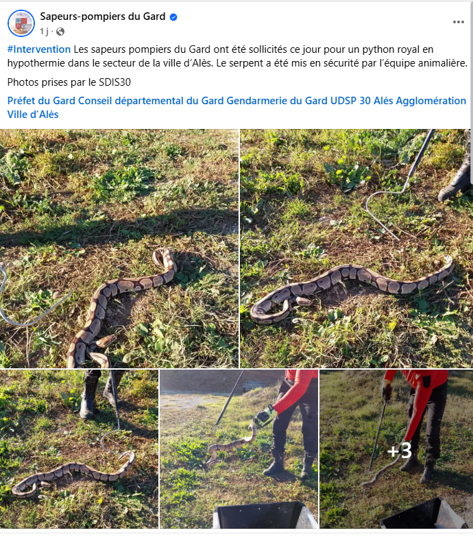 Gard : un python royal échappé en juillet retrouvé par une promeneuse