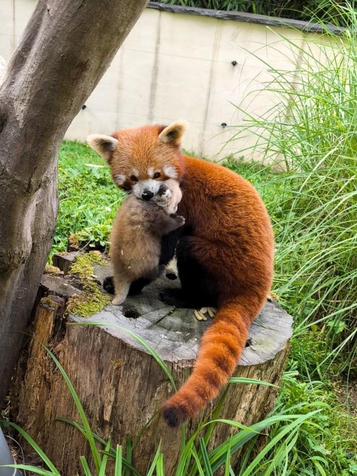 De nombreuses naissances de bébés pandas roux en France en 2025