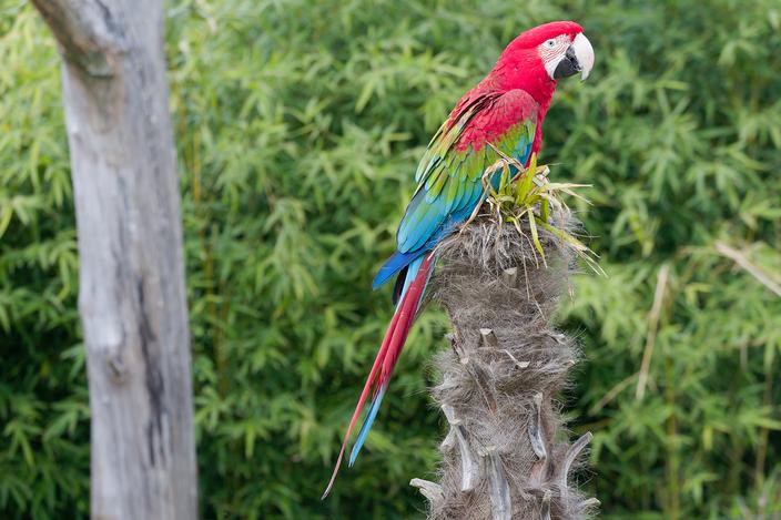Le ballet des perroquets, immersion au cœur de Parrot World