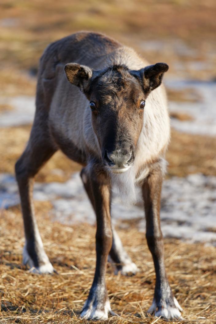 Le renne : habitat, physique, comportement et alimentation