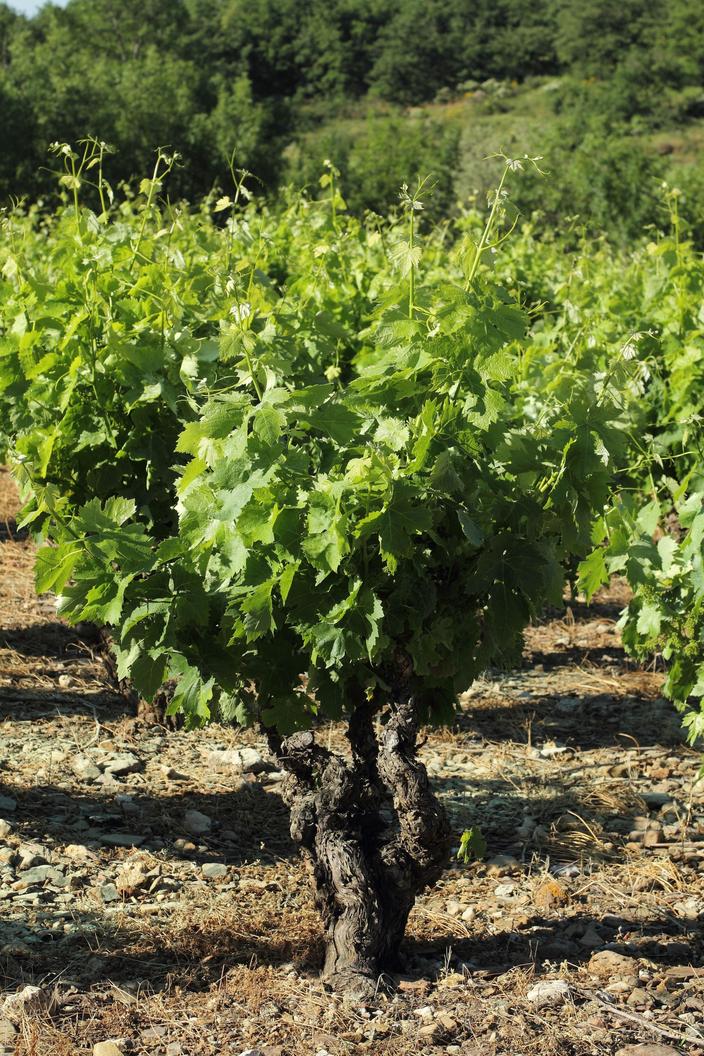 Quelle est la meilleure façon de tailler la vigne