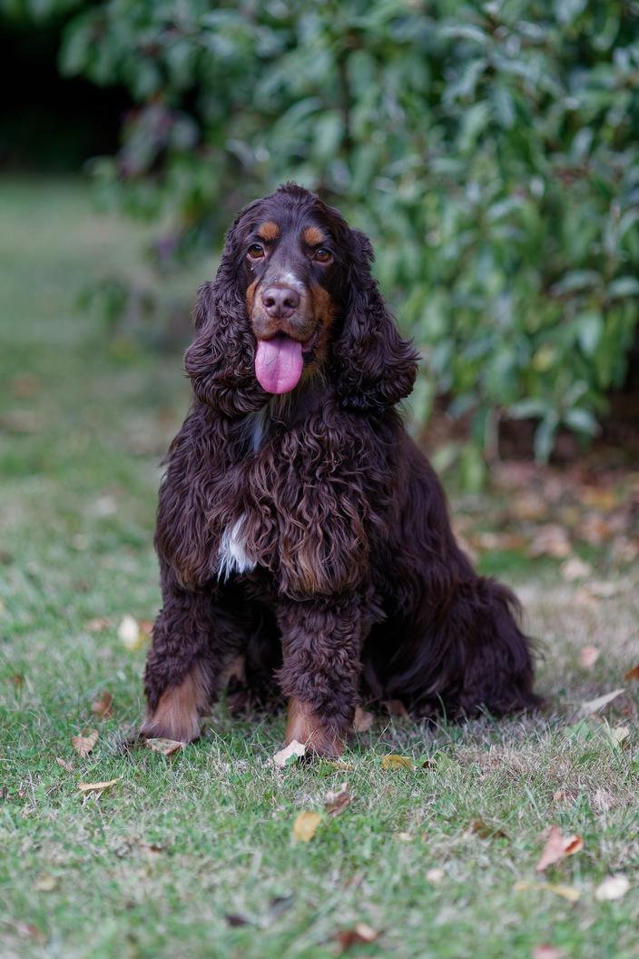 Ma vie avec Harry, mon cocker anglais : «Il a rythmé ma vie. Je pense ...