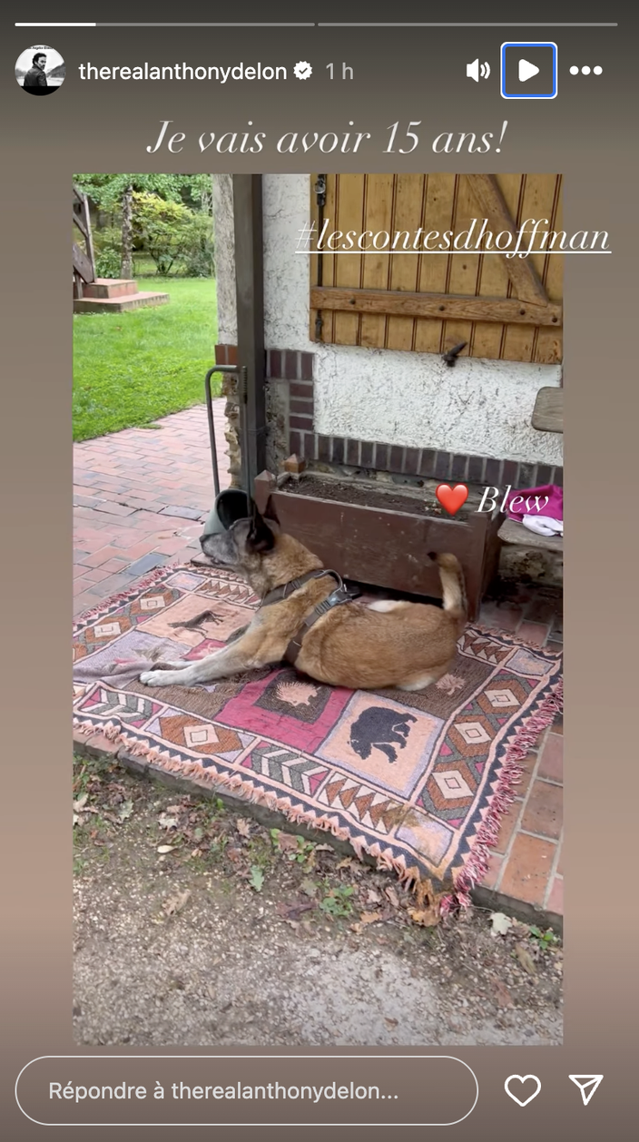 Anthony Delon de retour à Douchy : à bientôt 15 ans, sa fidèle chienne ...