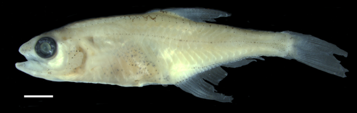 Priocharax rex : cette nouvelle espèce découverte en Amazonie possède ...