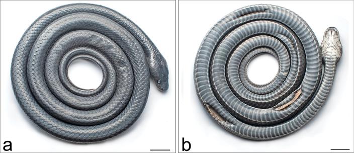Un nouveau serpent vient d’être découvert... et il est déjà menacé d ...