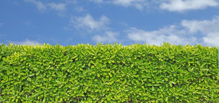 Haie persistante : 5 arbustes qui gardent leurs feuilles