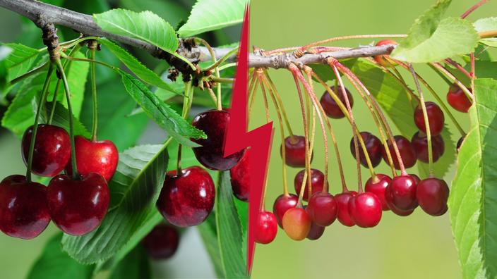 Cerisier ou merisier : ce détail qui permet de les différencier