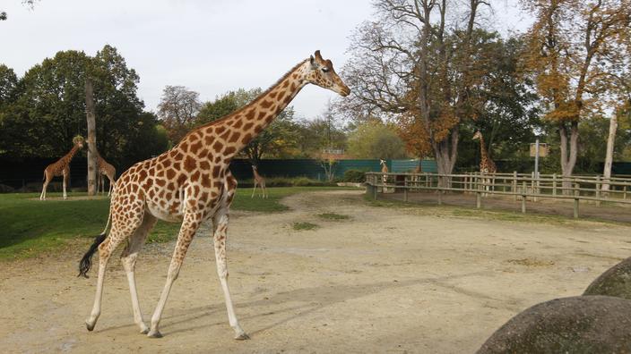 Château de Chantilly, zoo de Vincennes, les 5 sorties du week-end